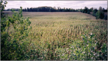 Wetlands Case Proves Need to Curtail Abuse – Mackinac Center