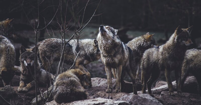 Managing Michigan’s Wolves – Mackinac Center