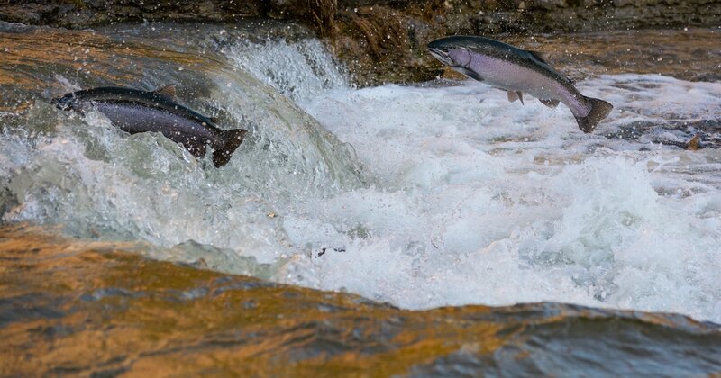 The Great Lakes’ Reliance on Salmon is Changing – Mackinac Center