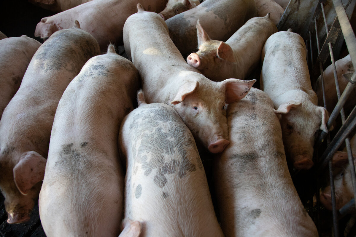 Secrecy enables pork barrel waste – Mackinac Center